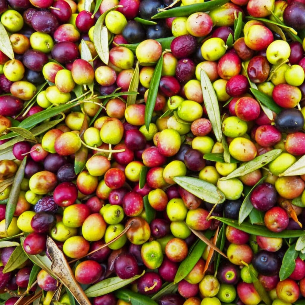Discovering The Rich Flavors Of Arbequina Olives - Olivewaves