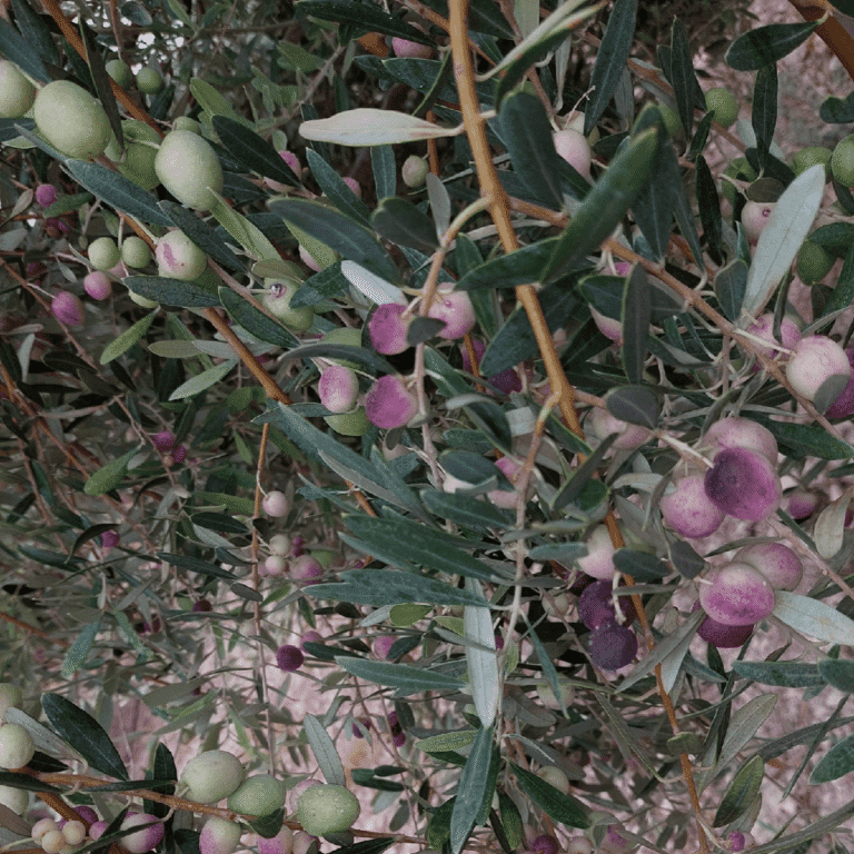 10 Popular Olive Tree Varieties You Should Know